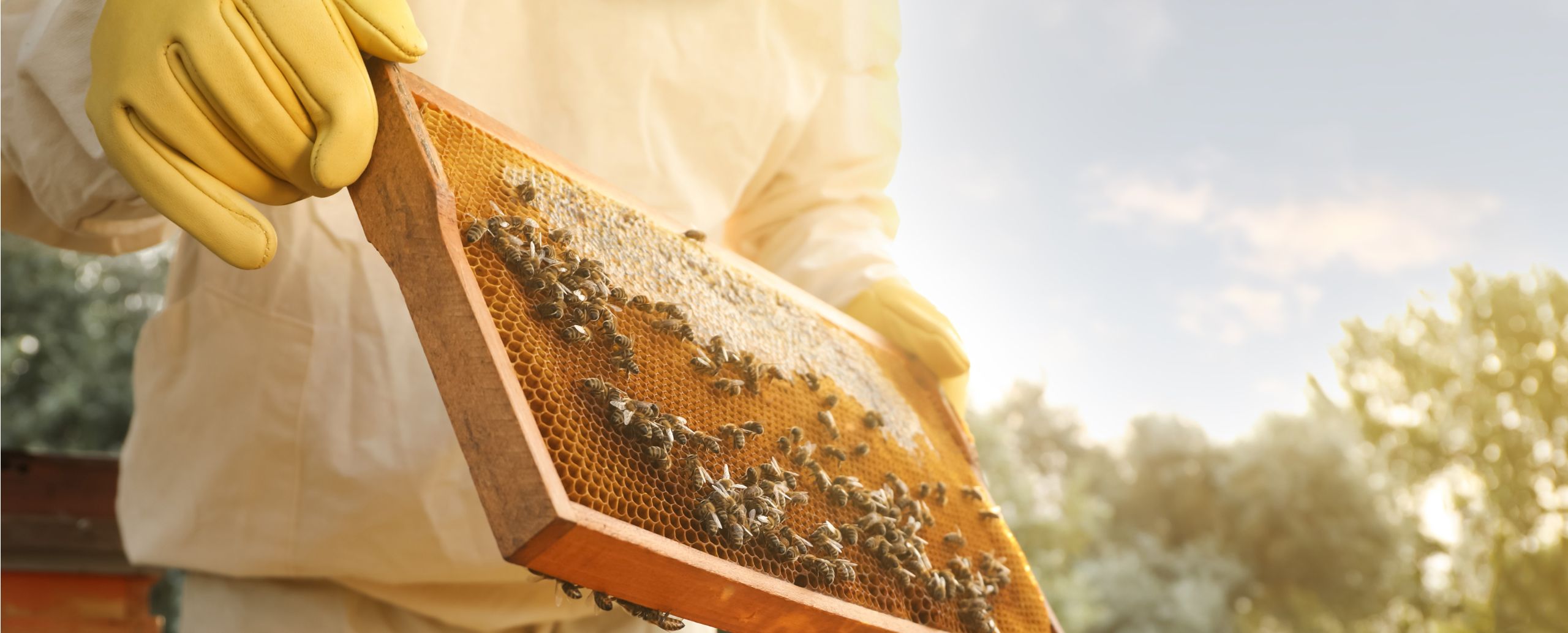 Honey as a Superfood: Natural Sweetener with Functional Benefits for ...