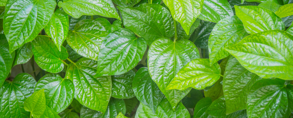 The Natural Secret of Betel Leaf Extract for Modern Cosmetics - Haldin ...
