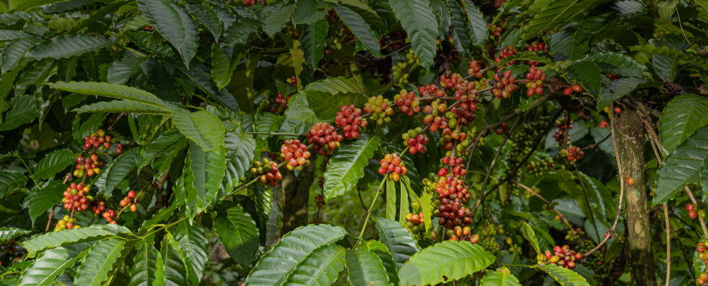 Elevate Your Formulations with Haldin’s Coffee Roasted Extract ...