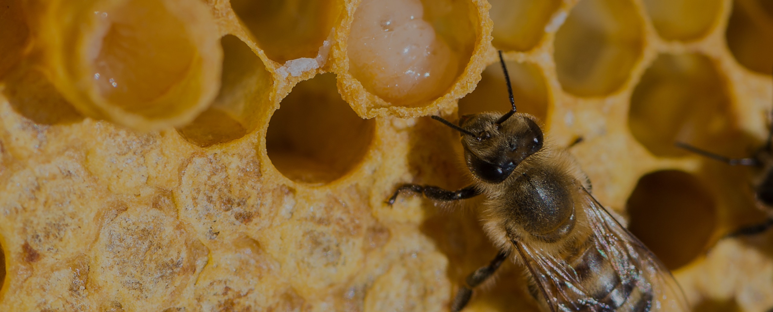 Royal Jelly & 10-HDA: The Secret to Activating Collagen Production for ...